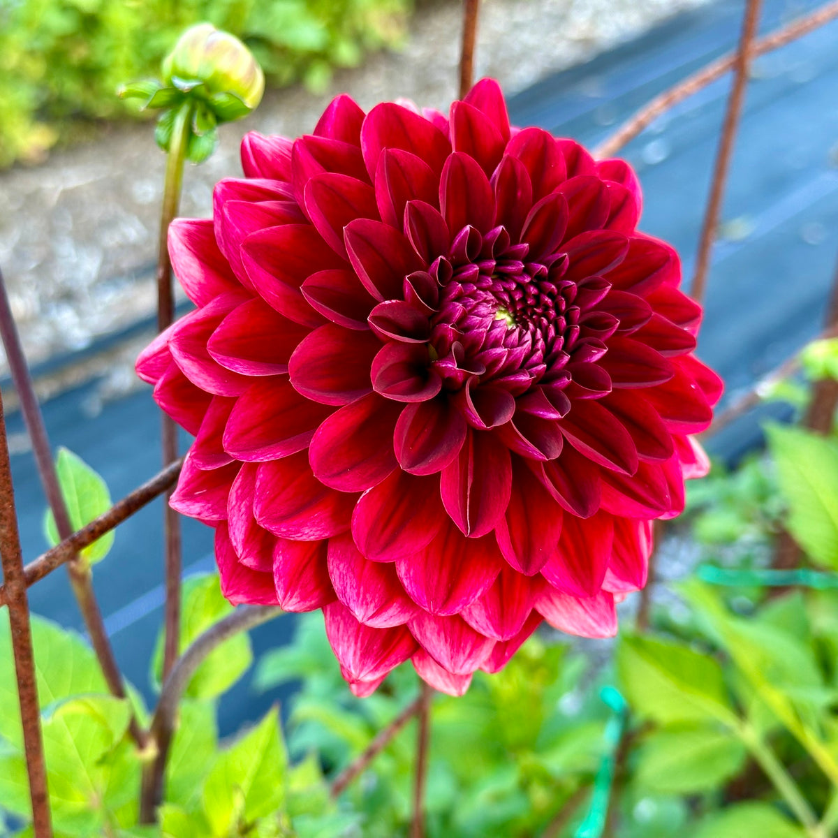 Red Runner – ELM Floral Design