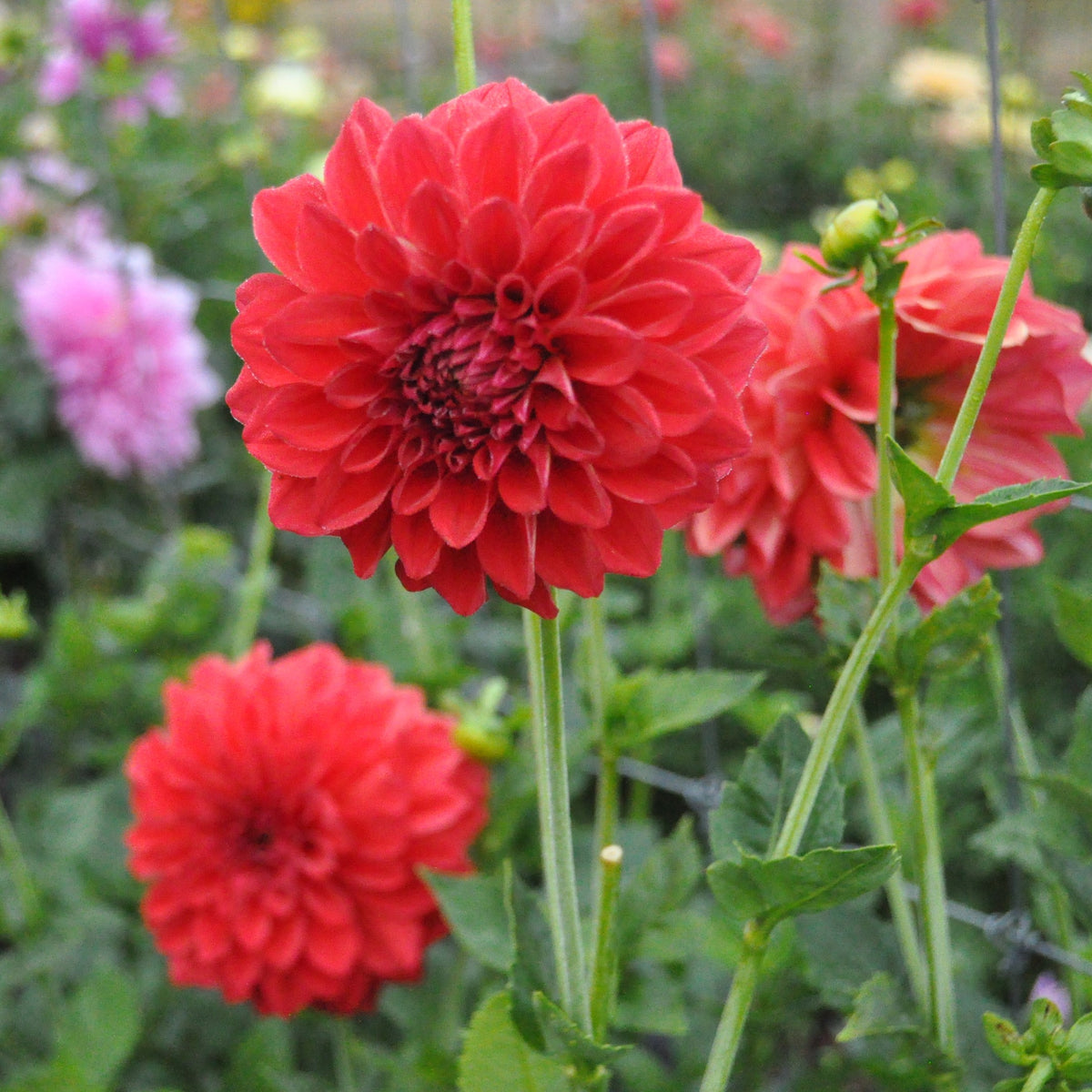 Ruby Foss – ELM Floral Design